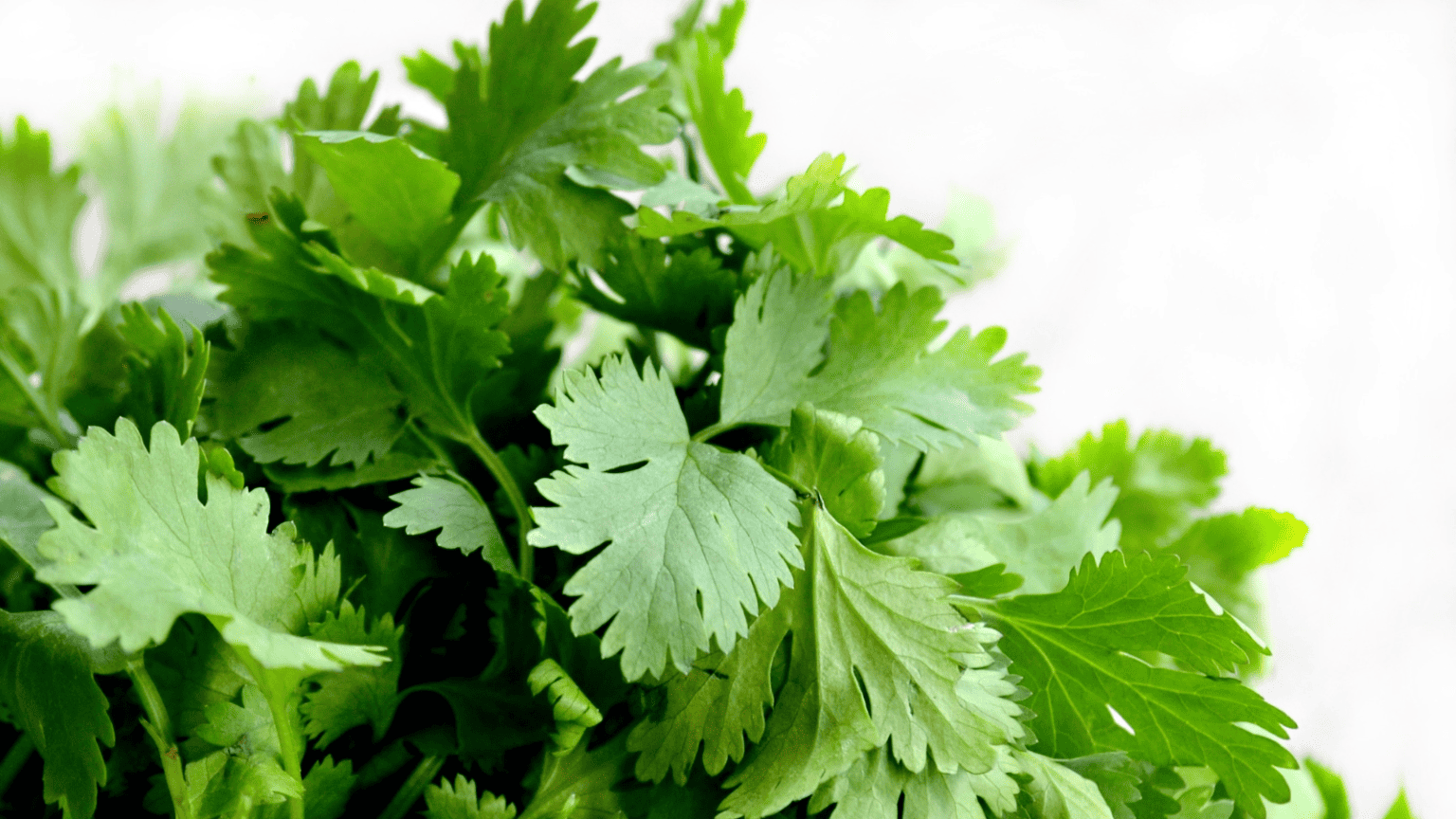 33 best Cooling Foods To Reduce Body Heat Naturally