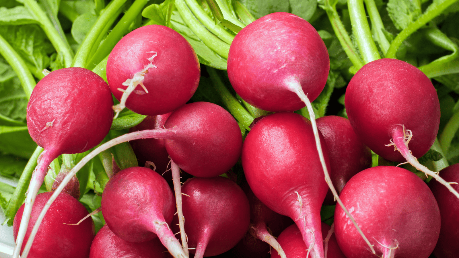 33 best Cooling Foods To Reduce Body Heat Naturally