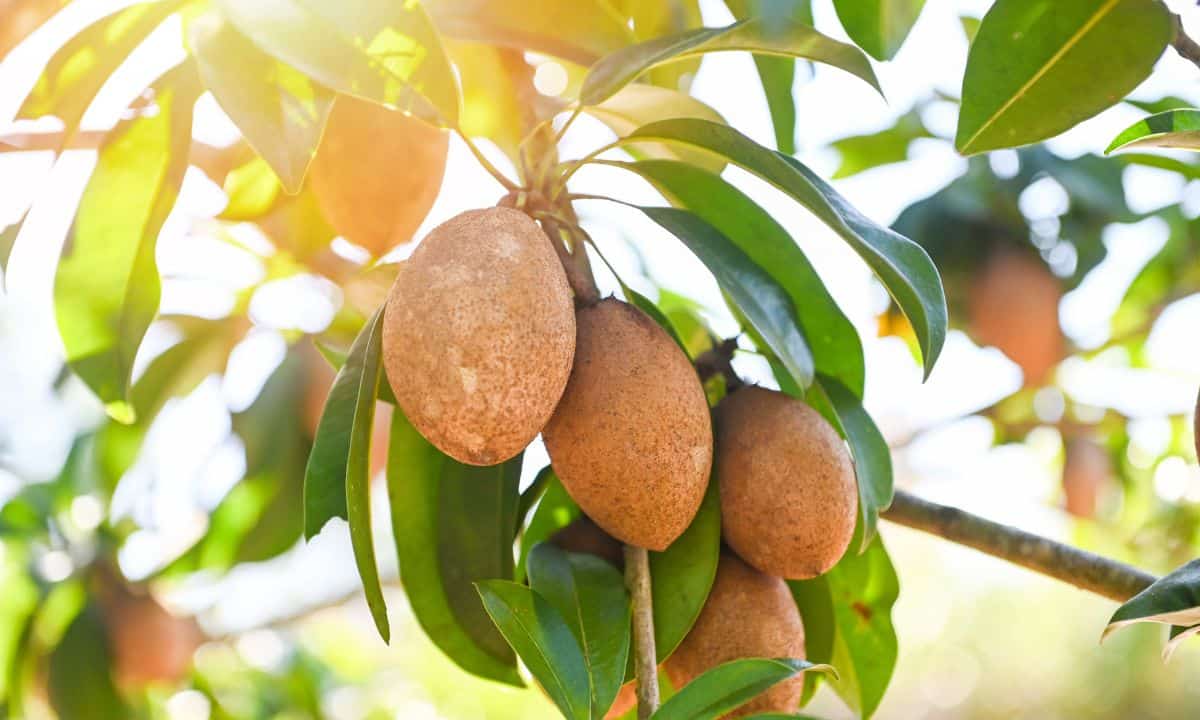 27 Top Photos of Guatemala Fruits & Vegetables 2023